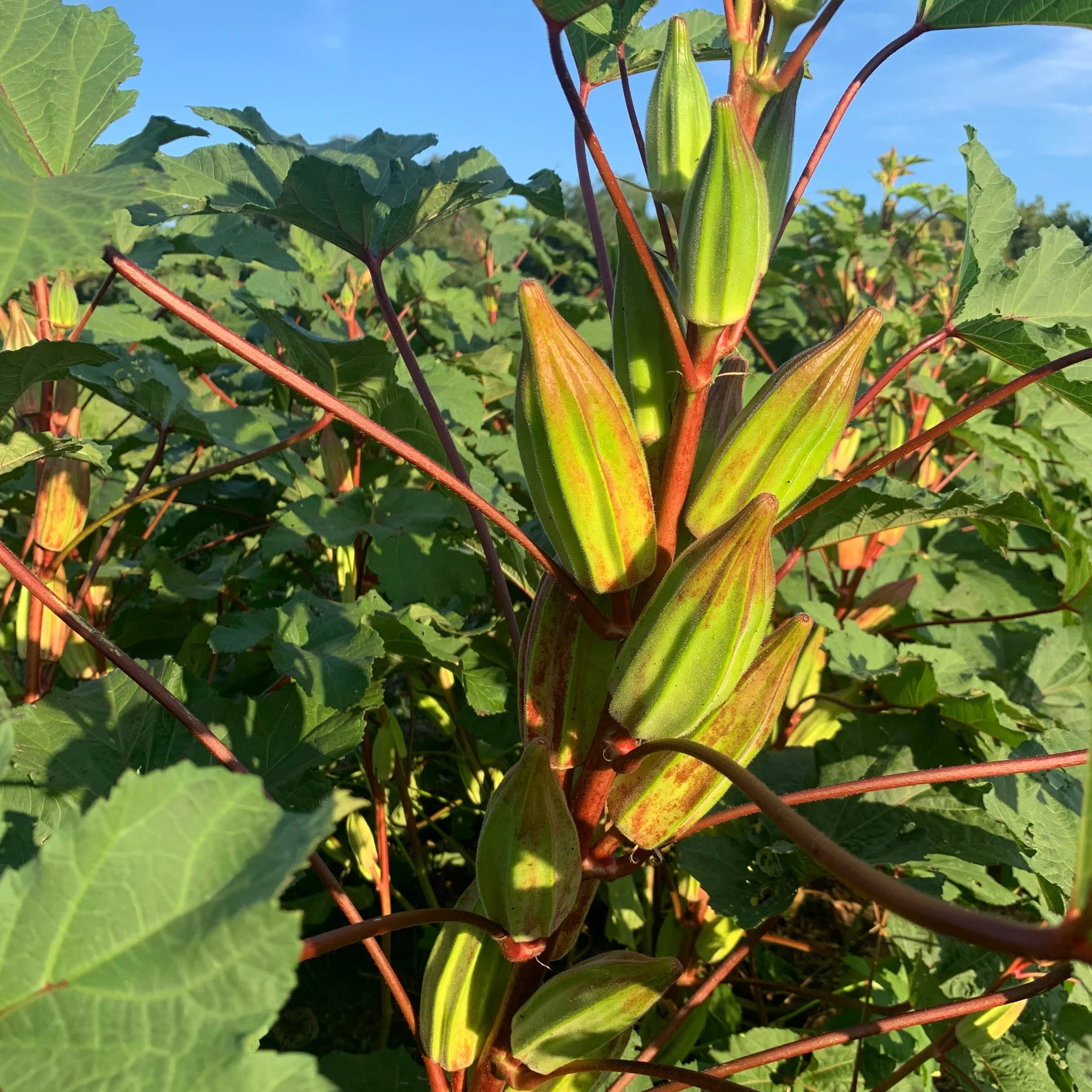Alabama red okra (Sankofa grown) – Bartram's Garden