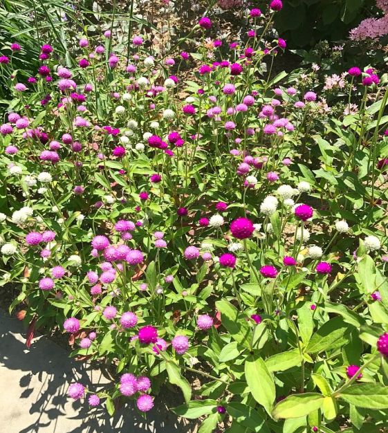 Gomphrena globosa, globe amaranth mix [SEEDS] – Bartram's Garden