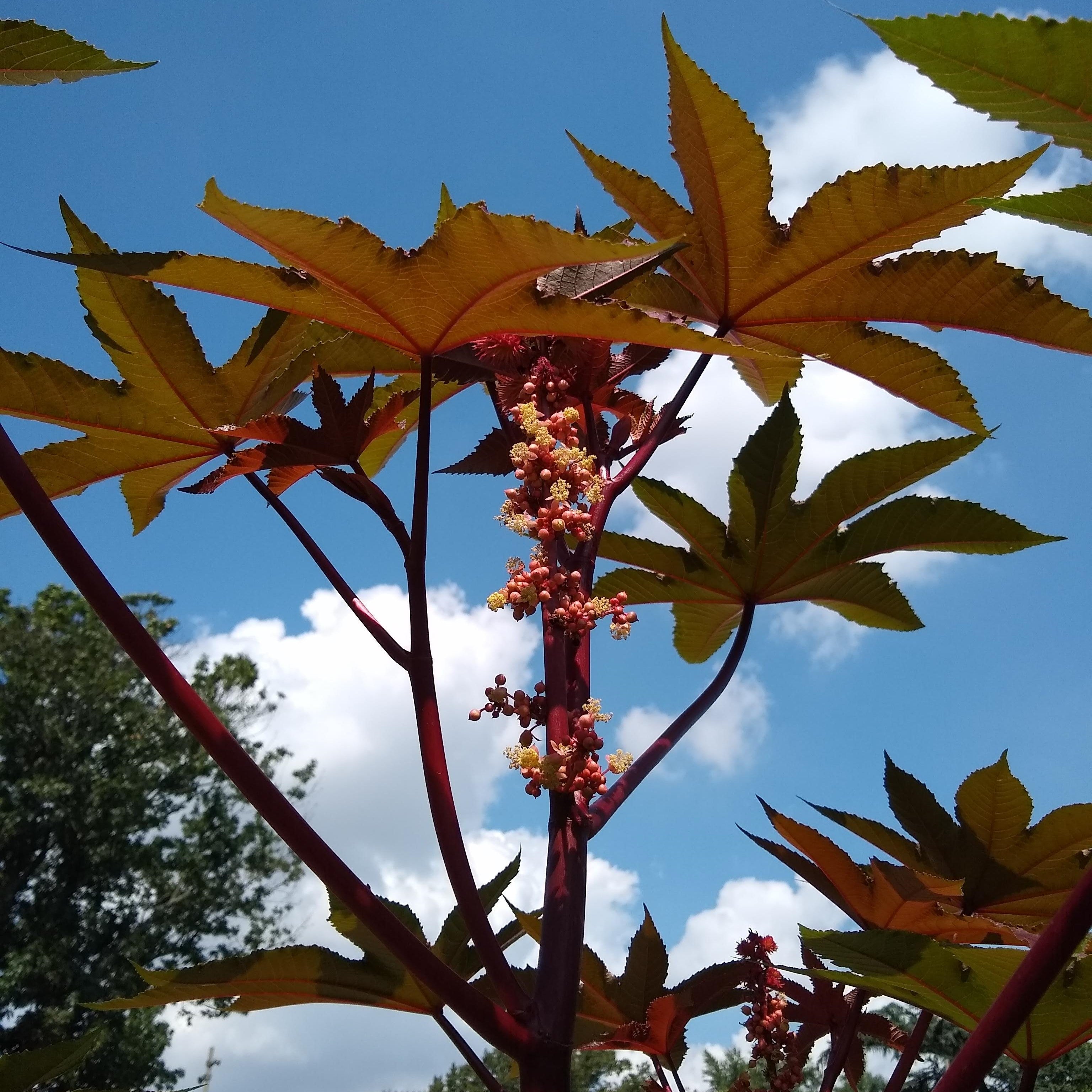 Ricinus communis, Castor Bean [SEEDS] – Bartram's Garden