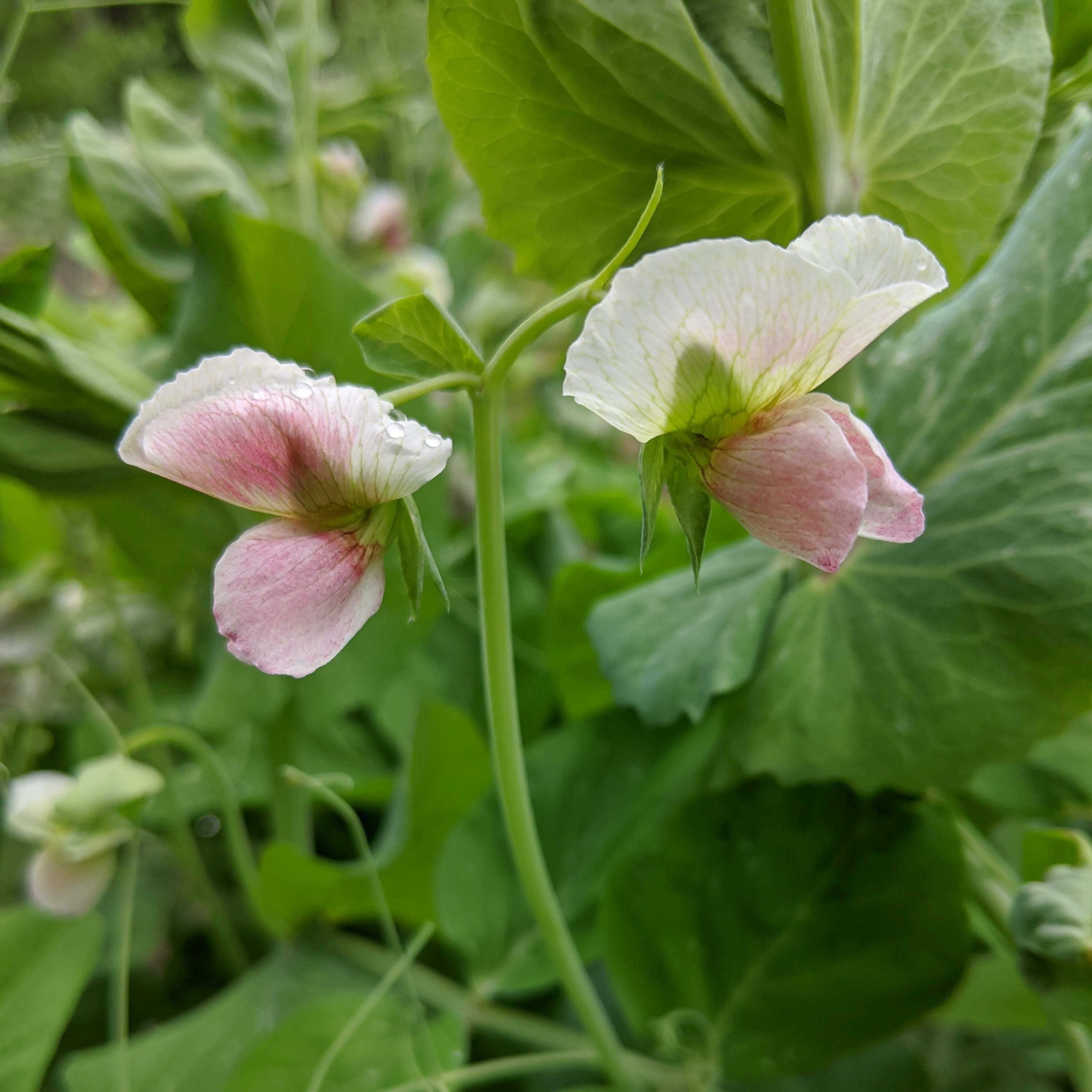 Kitchen Garden Plants [Seeds] – Bartram's Garden