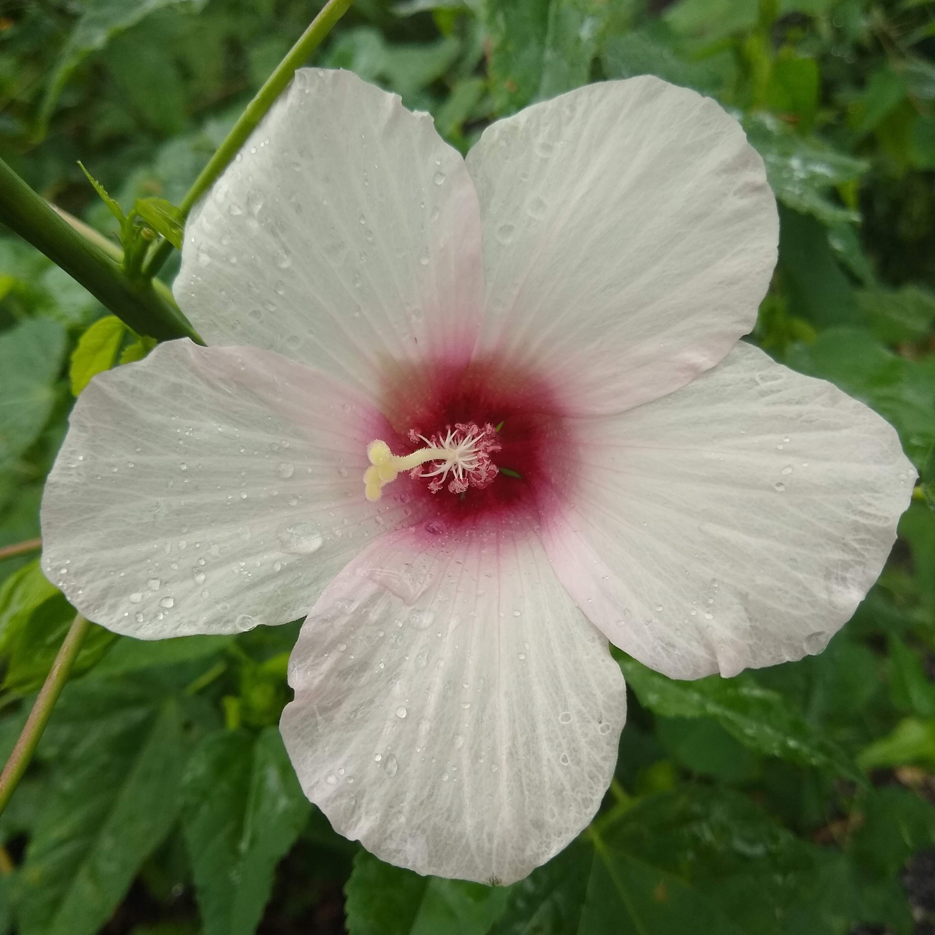 Hibiscus laevis, Halberd-leaved Rose Mallow [SEEDS] – Bartram's Garden